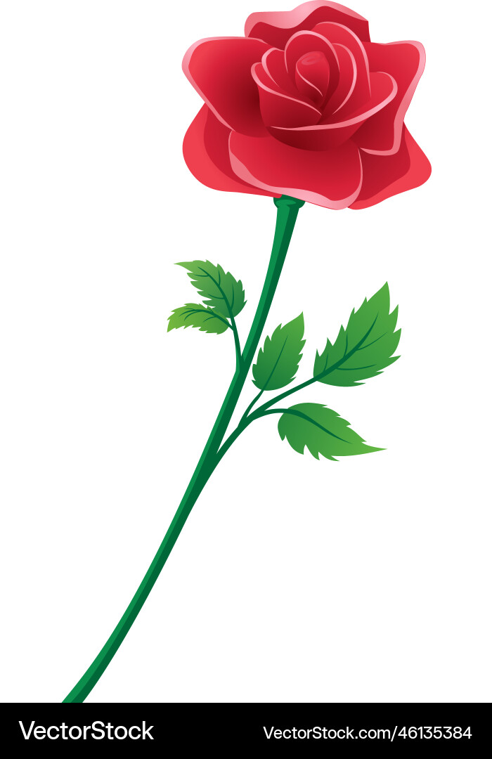 A blooming red rose Royalty Free Vector Image - VectorStock