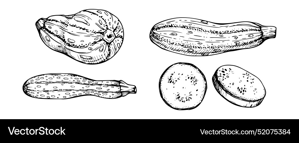 Hand drawn ink marrow zucchini gourd squash Vector Image