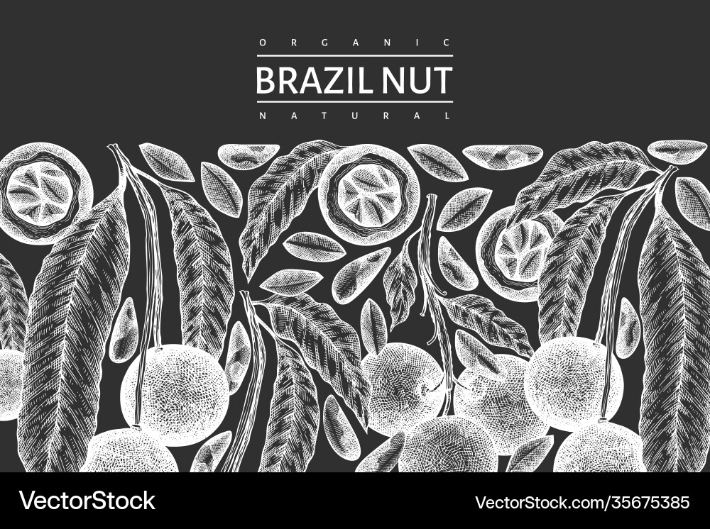 Hand drawn brazilian branch and kernels Royalty Free Vector