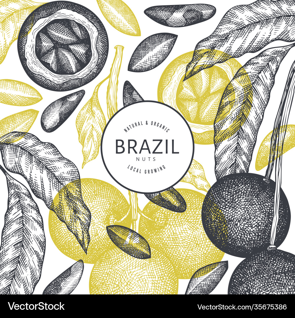 Hand drawn brazilian branch and kernels Royalty Free Vector