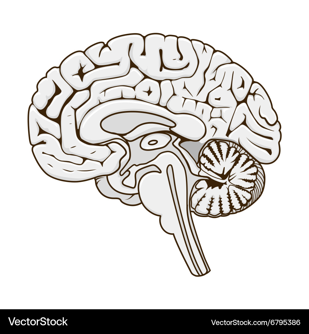 Human Brain Section Anatomy Diagram Royalty Free Vector