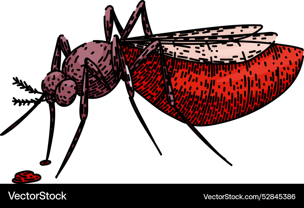 Malaria mosquito sketch hand drawn Royalty Free Vector Image