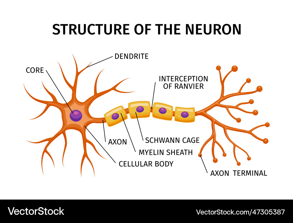 Neuron Anatomy & Brain Cell Structure – Royalty-Free Vector | VectorStock