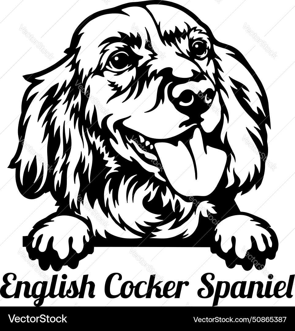 Peeking cocker spaniel dog - dog lover owner gift Vector Image