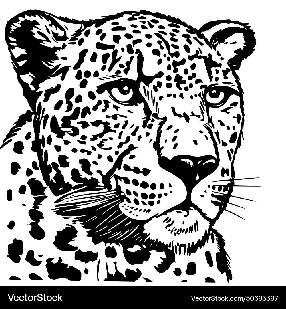 Portrait of leopard hand-drawn Royalty Free Vector Image