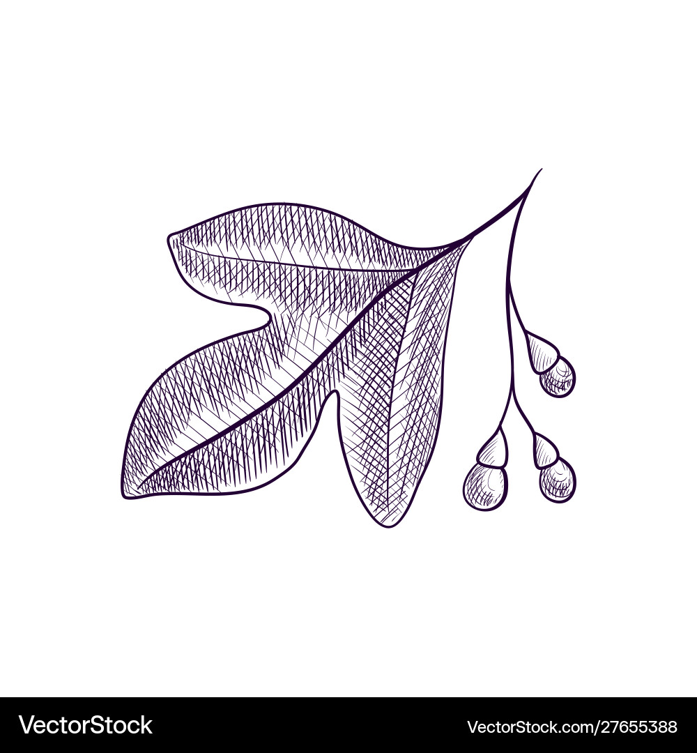 Drawing branch sassafras tree Royalty Free Vector Image