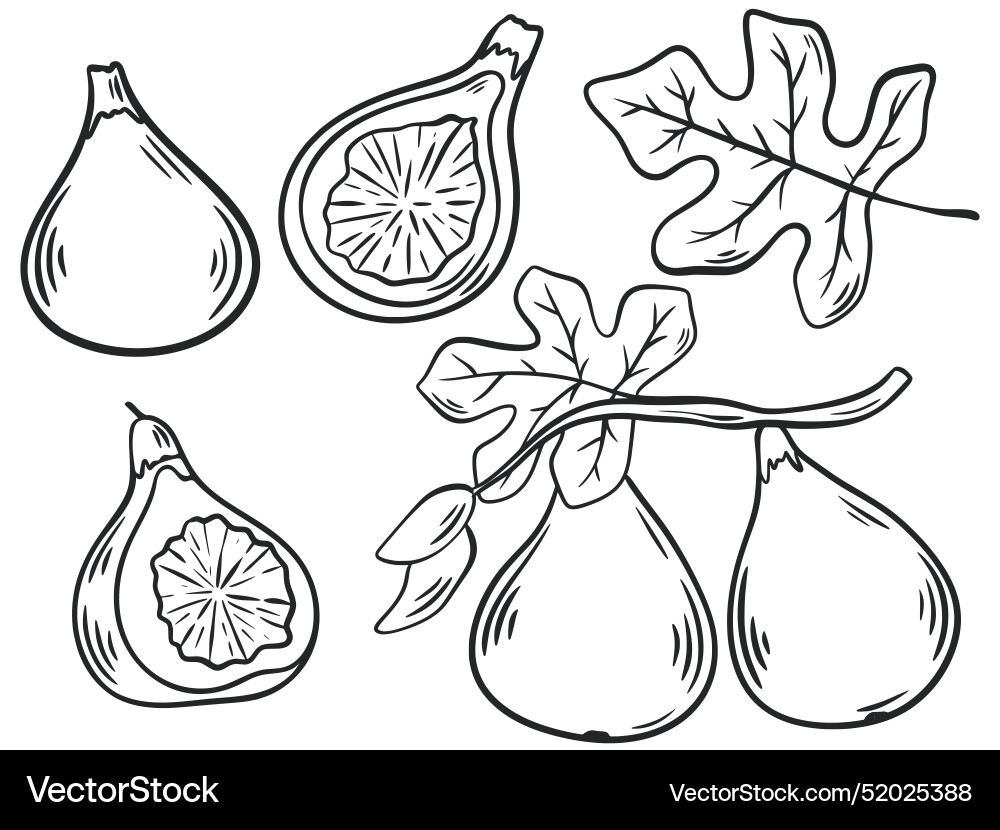 Figs hand engraving isolated Royalty Free Vector Image
