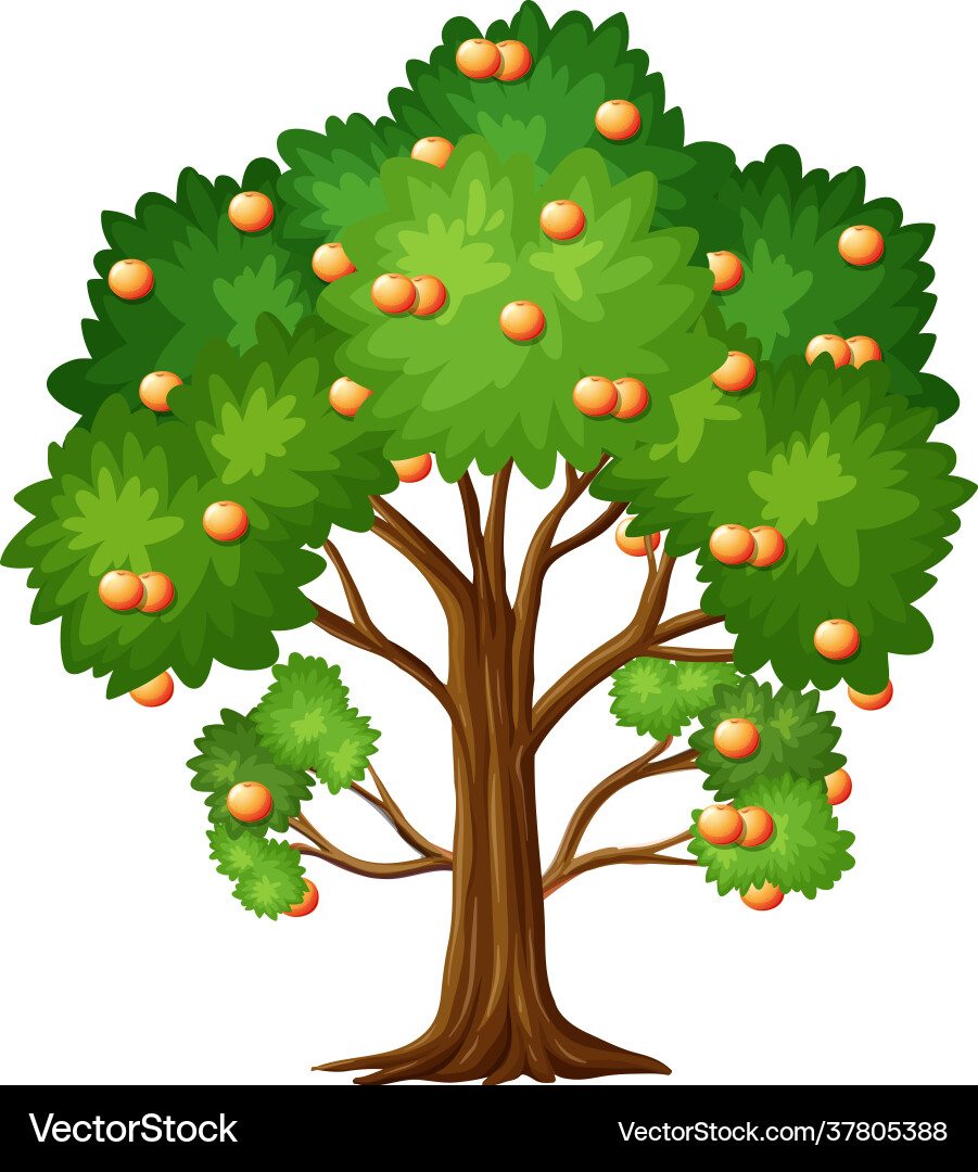 Orange fruit tree in cartoon style isolated Vector Image