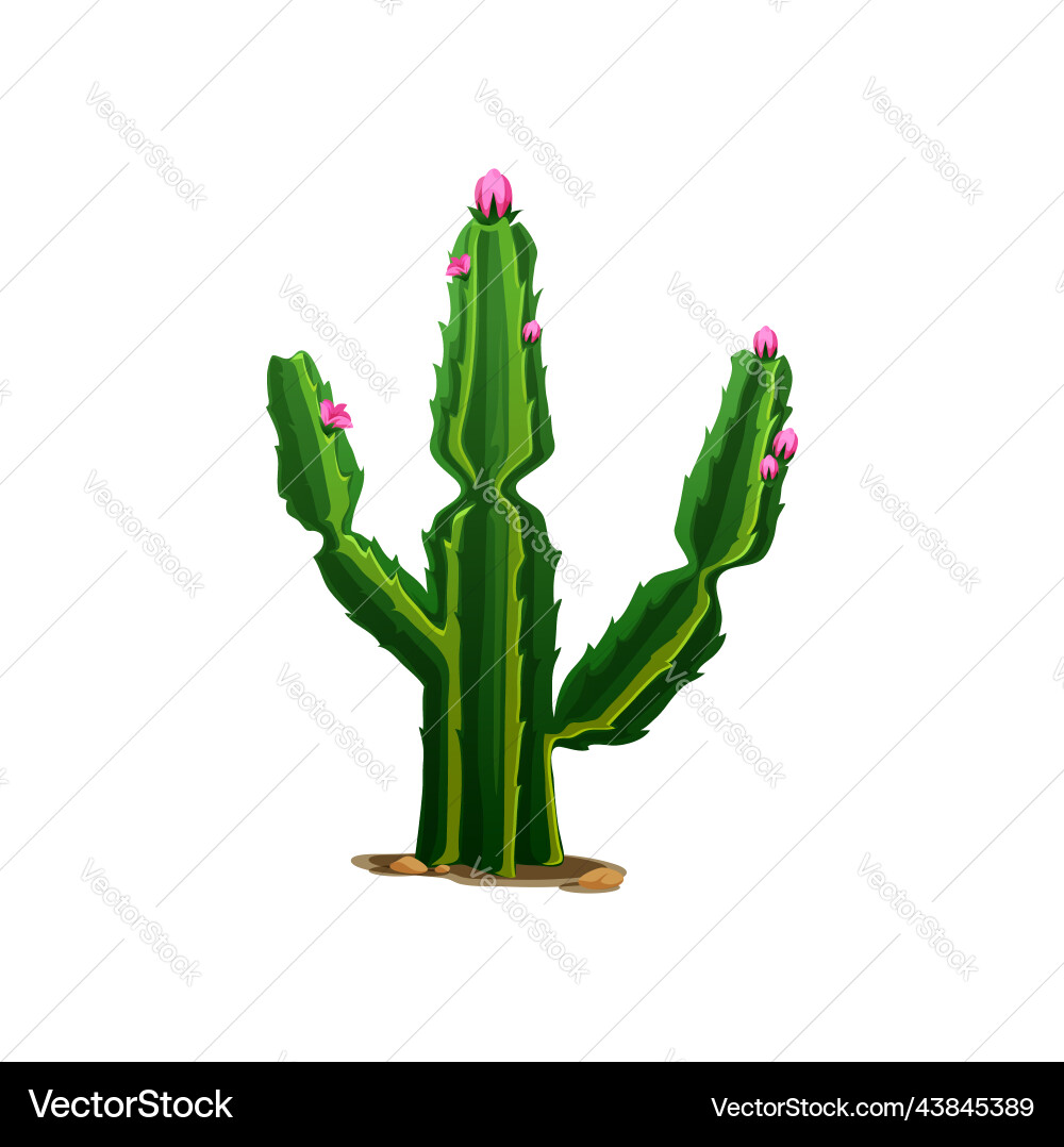 Cactus succulent cacti plant in desert with thorns