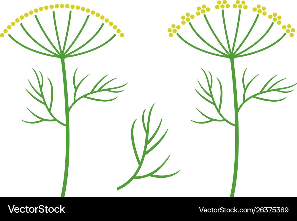 Dill Royalty Free Vector Image - VectorStock