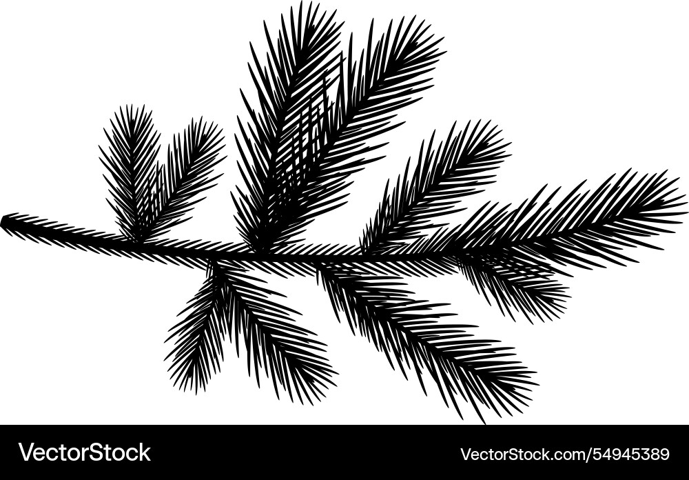 Pine Royalty Free Vector Image - VectorStock