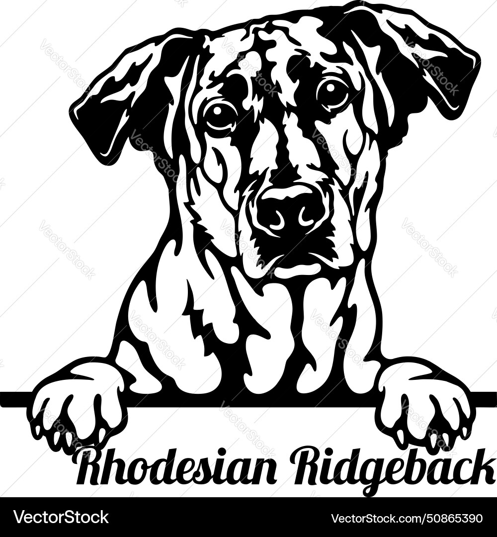 Peeking rhodesian ridgeback dog - lover owner Vector Image