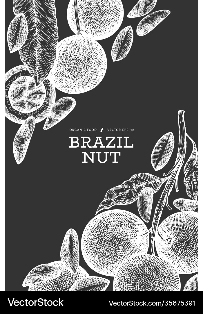 Hand drawn brazilian branch and kernels Royalty Free Vector