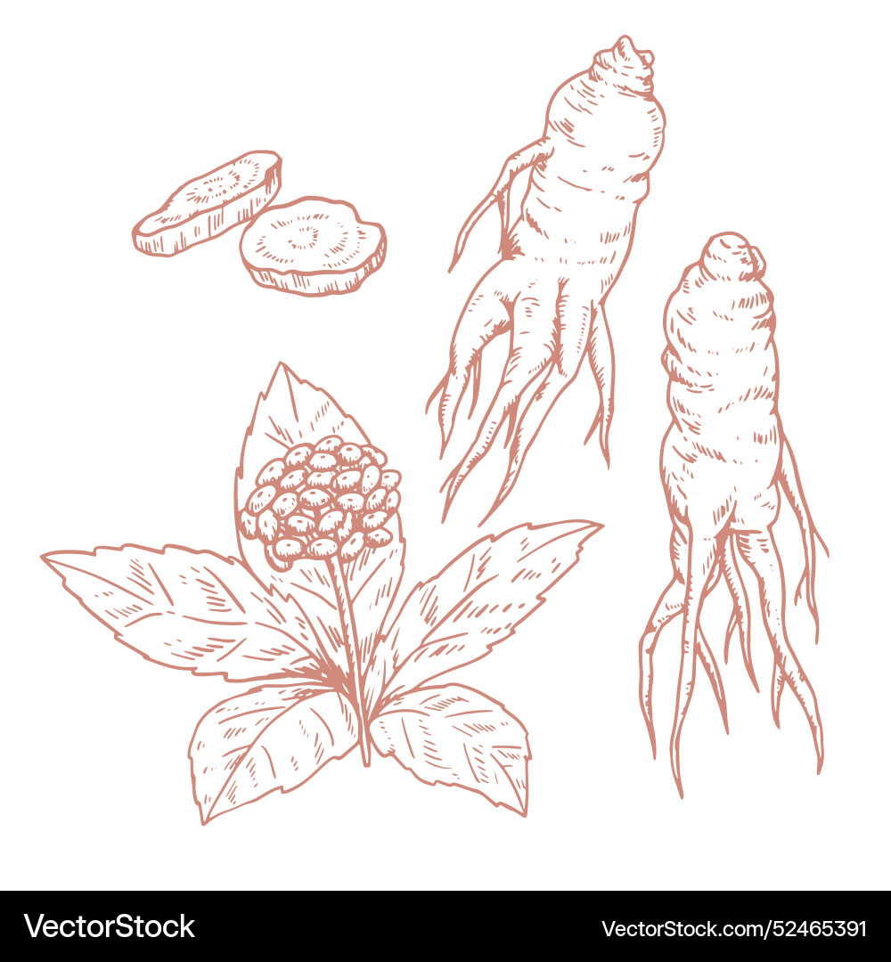 Realistic hand drawn ginseng plant collection Vector Image