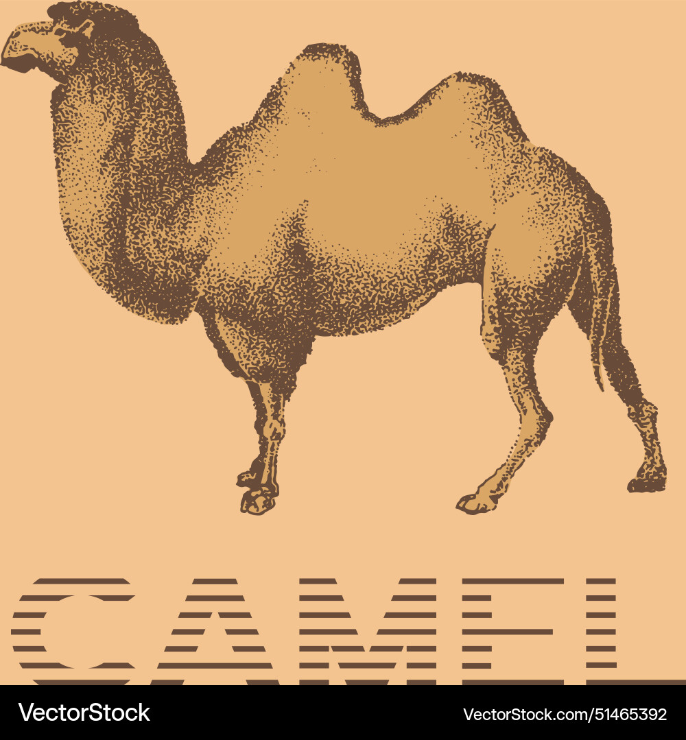 Graphic design sketch of camel Royalty Free Vector Image