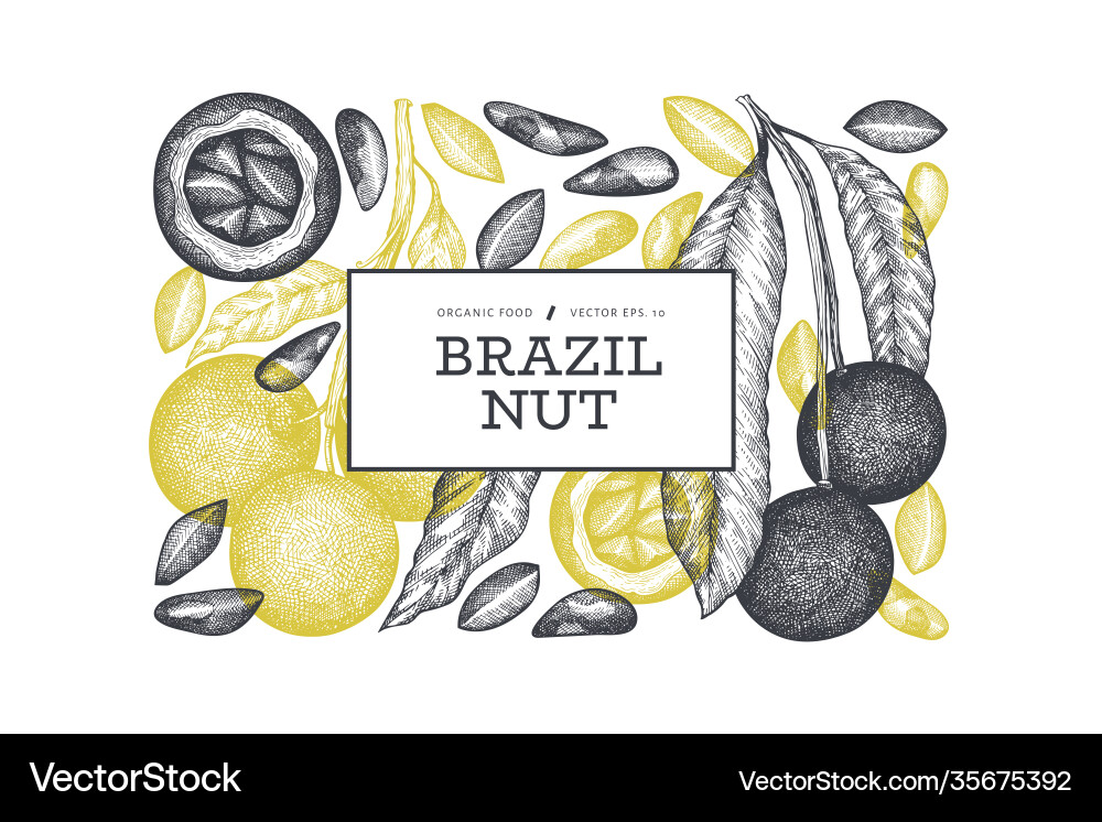 Hand drawn brazilian branch and kernels Royalty Free Vector