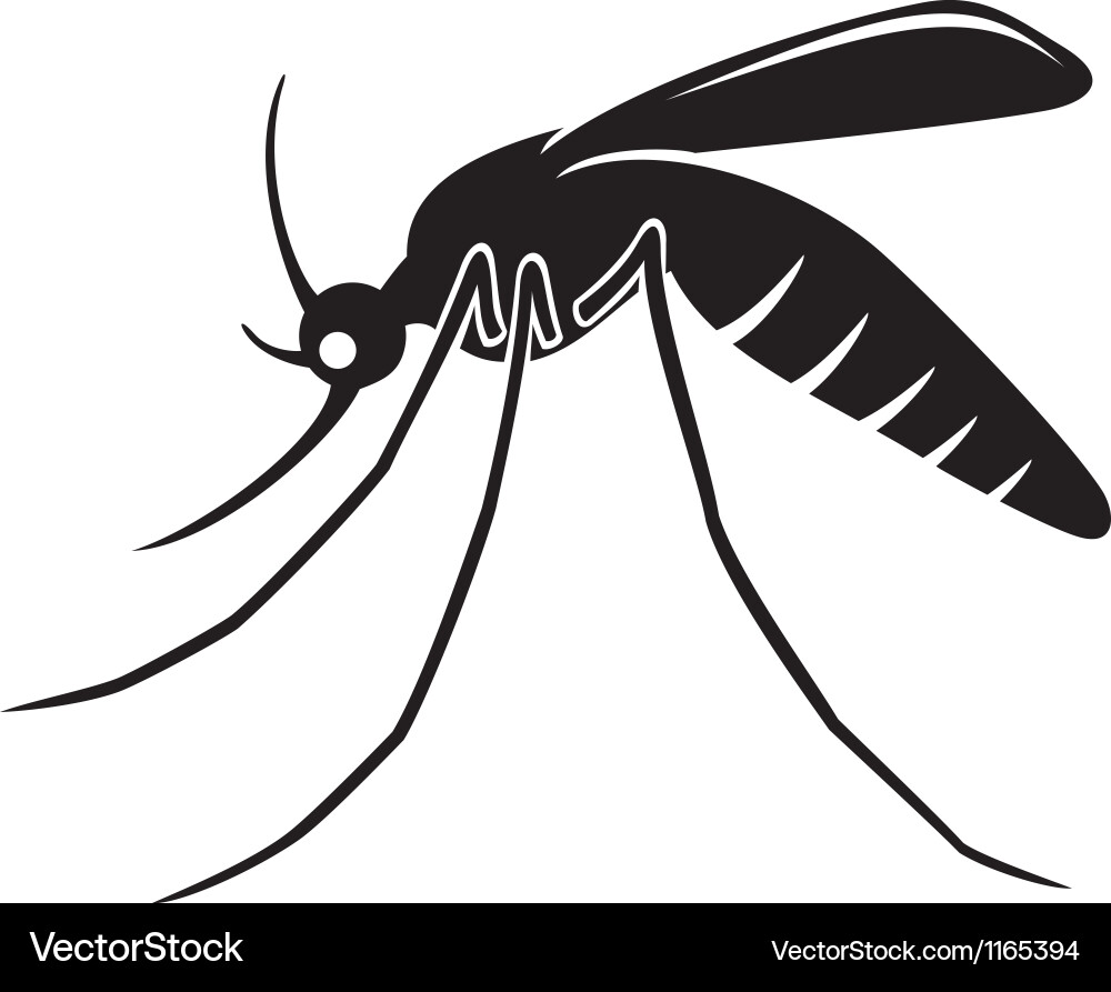 Mosquito Vector Images (over 14,000)