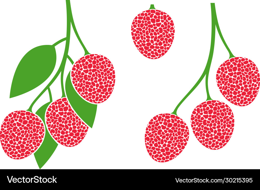 Lychee Royalty Free Vector Image - VectorStock