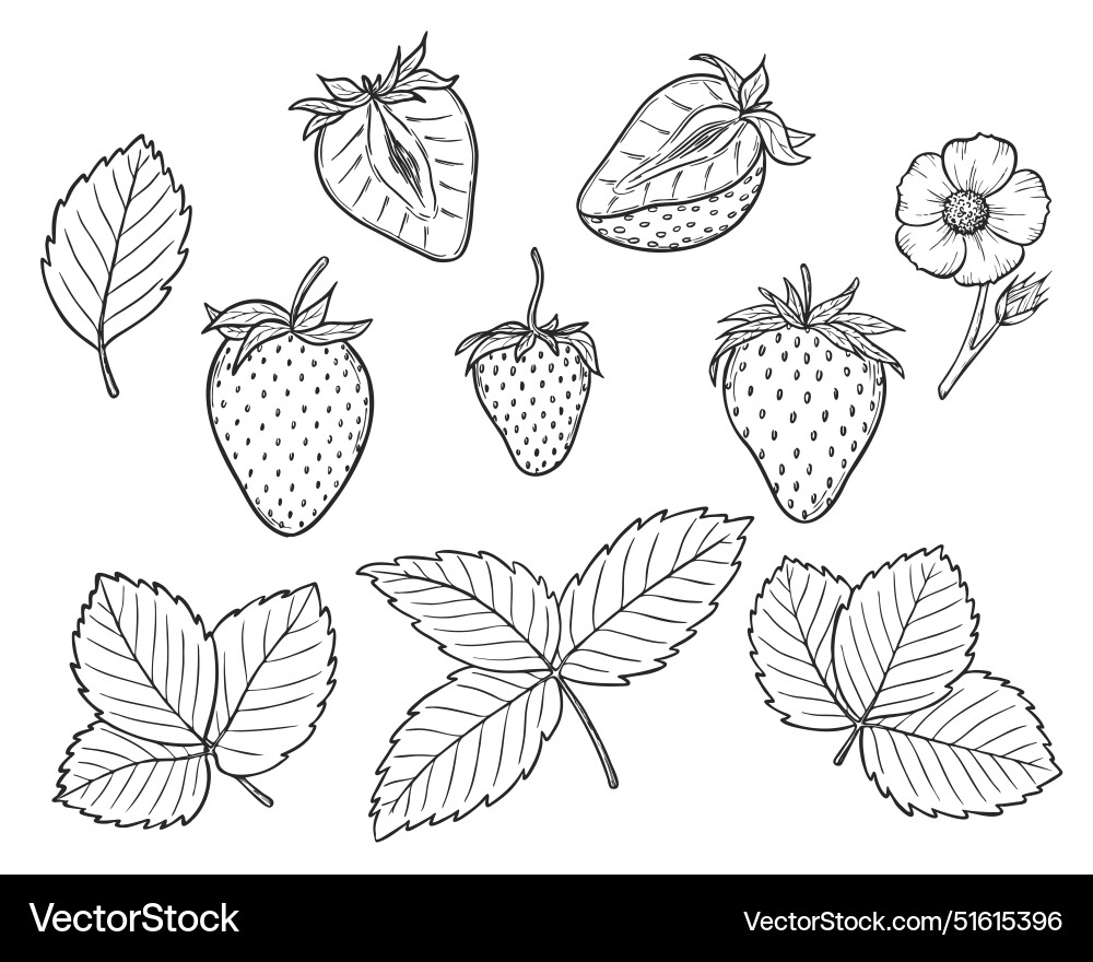 Strawberry line art set with berries Royalty Free Vector