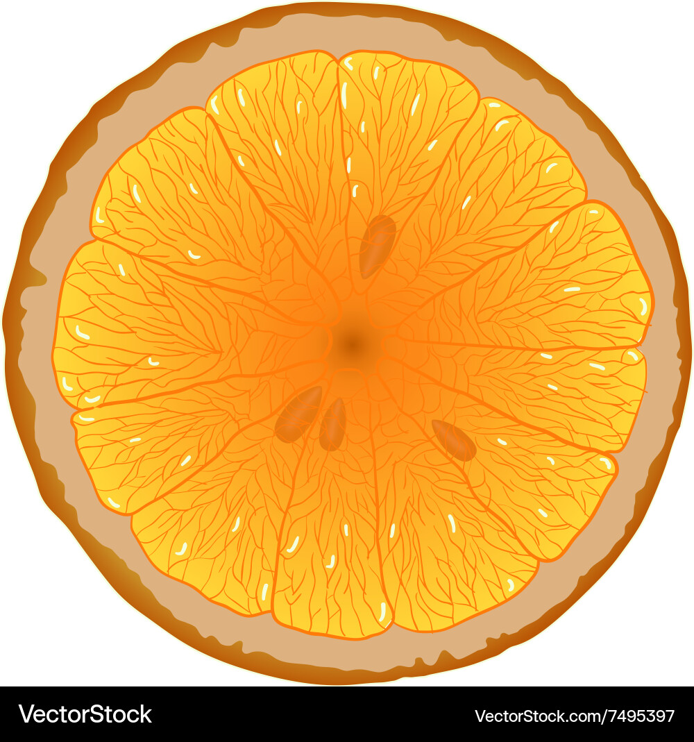 Orange Royalty Free Vector Image - VectorStock