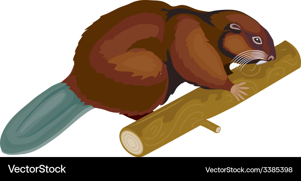 Beaver Royalty Free Vector Image - VectorStock