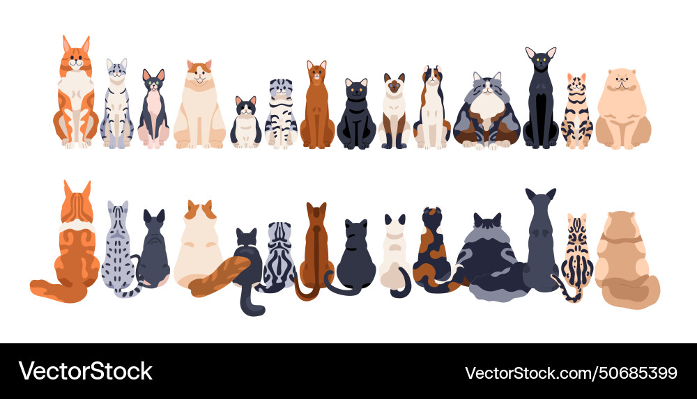 Cats row of different breeds front and back rear Vector Image