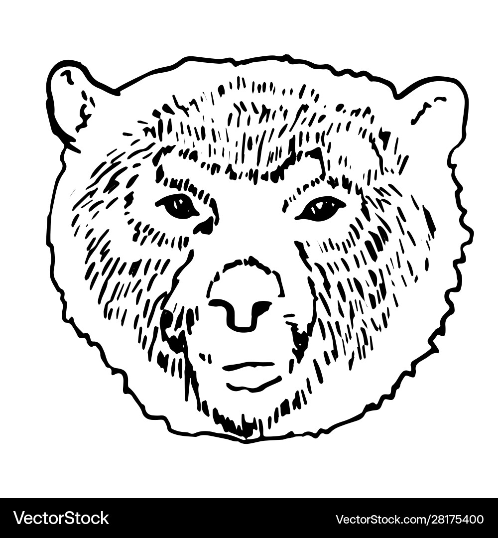 Spectacled bear hand drawing vintage engraving Vector Image