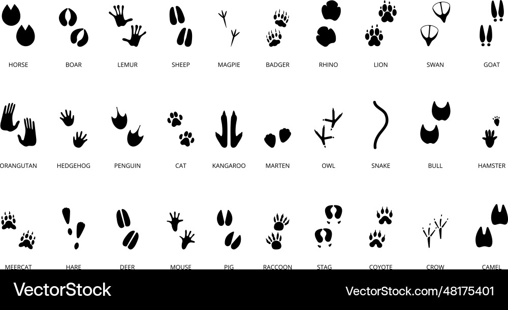 Animals steps black silhouettes wild animal Vector Image