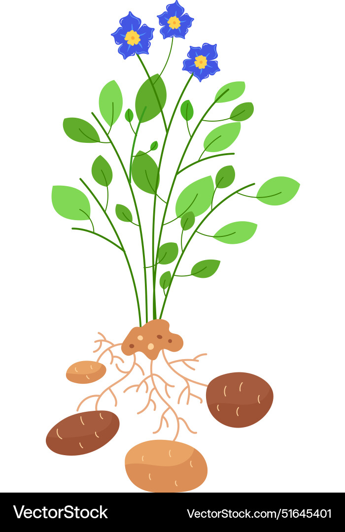 Graphic potato plant showing roots Royalty Free Vector Image
