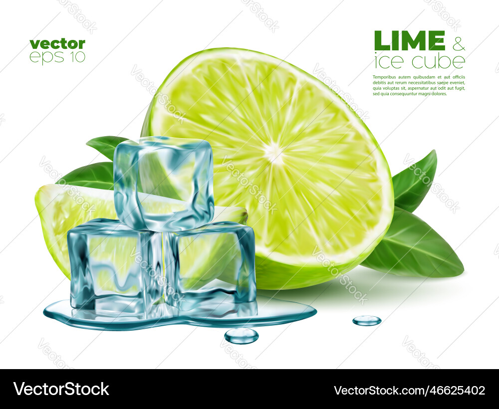 Realistic lime fruit melting ice cubes and mint Vector Image