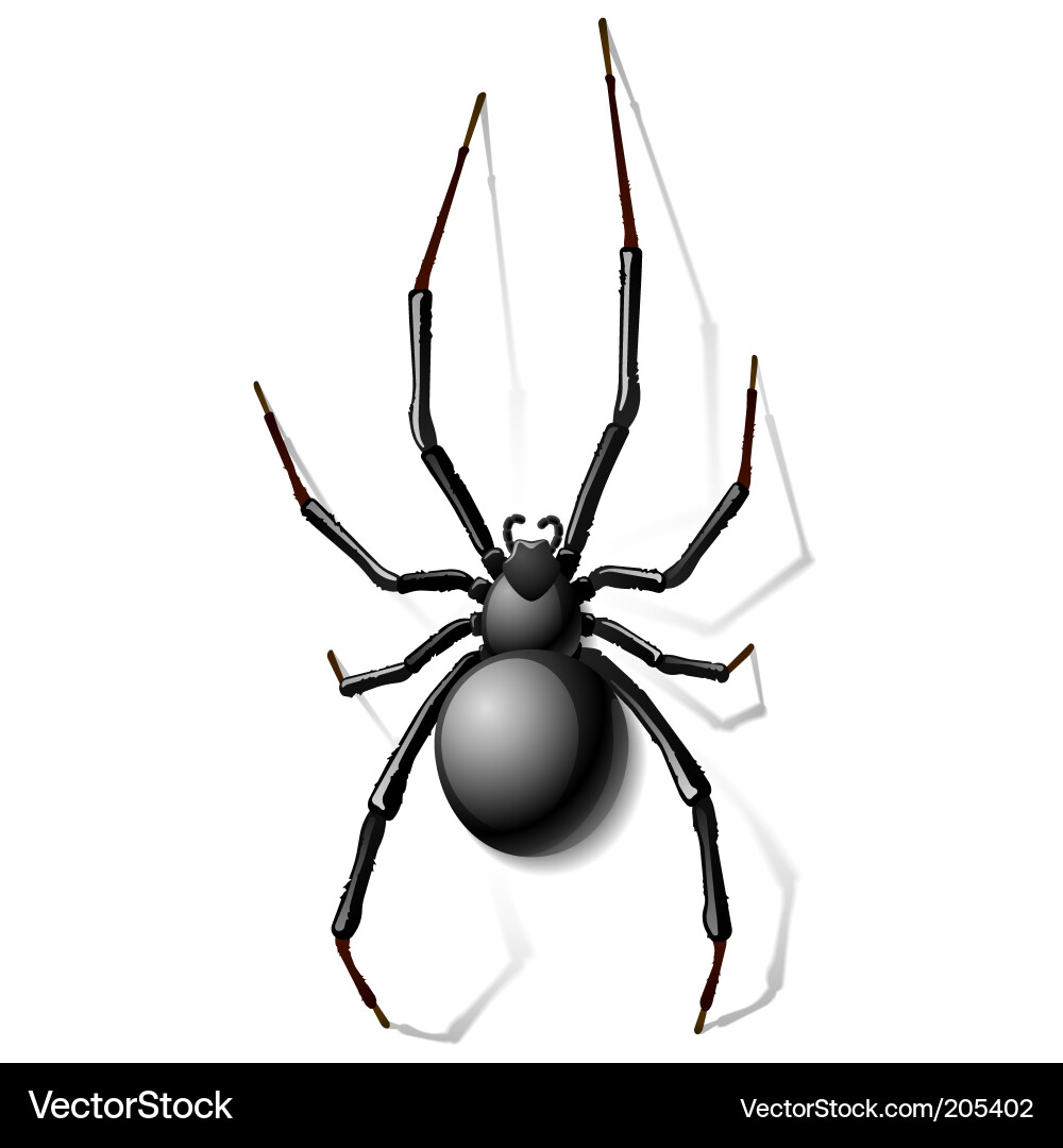 Widow spider Royalty Free Vector Image - VectorStock