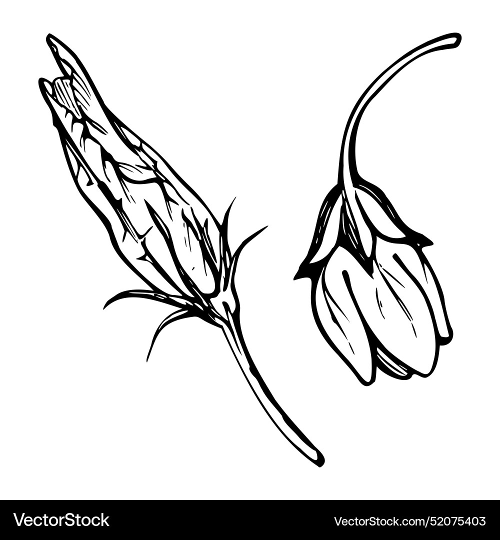 Hand drawn ink pumpkin squash leaf flower sketch Vector Image