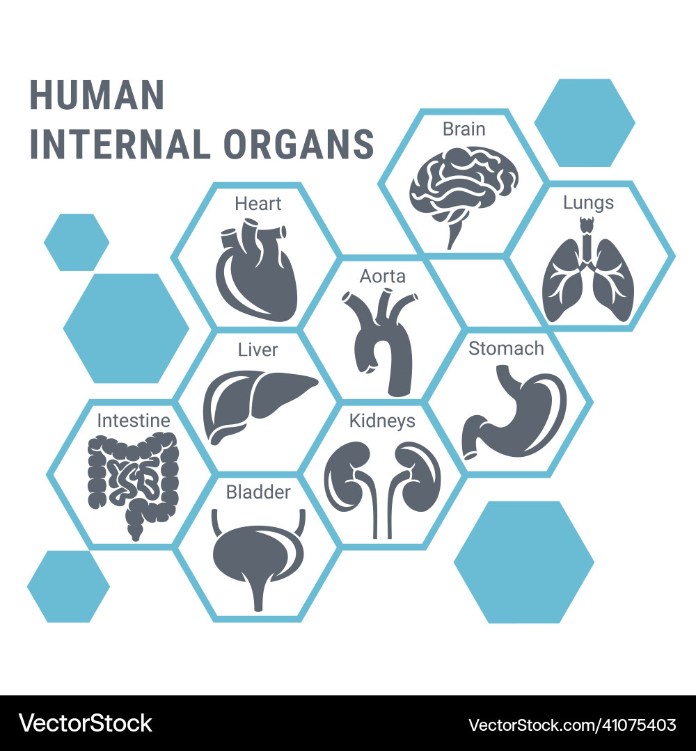 Human internal organs icon set Royalty Free Vector Image