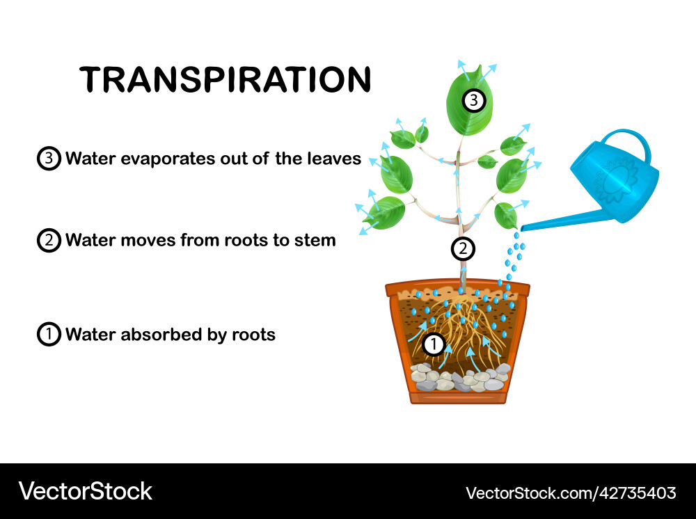 Transpiration stages in plants Royalty Free Vector Image