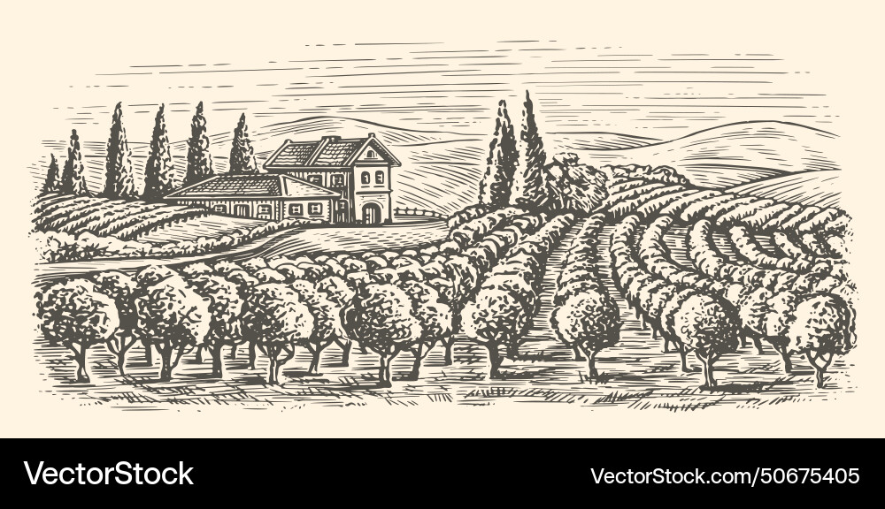 Rows of vineyard grape plants and winery Vector Image