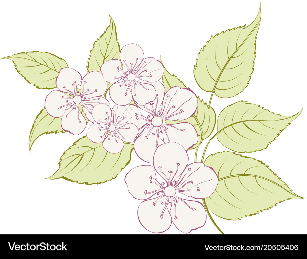 Sakura flowers elements Royalty Free Vector Image
