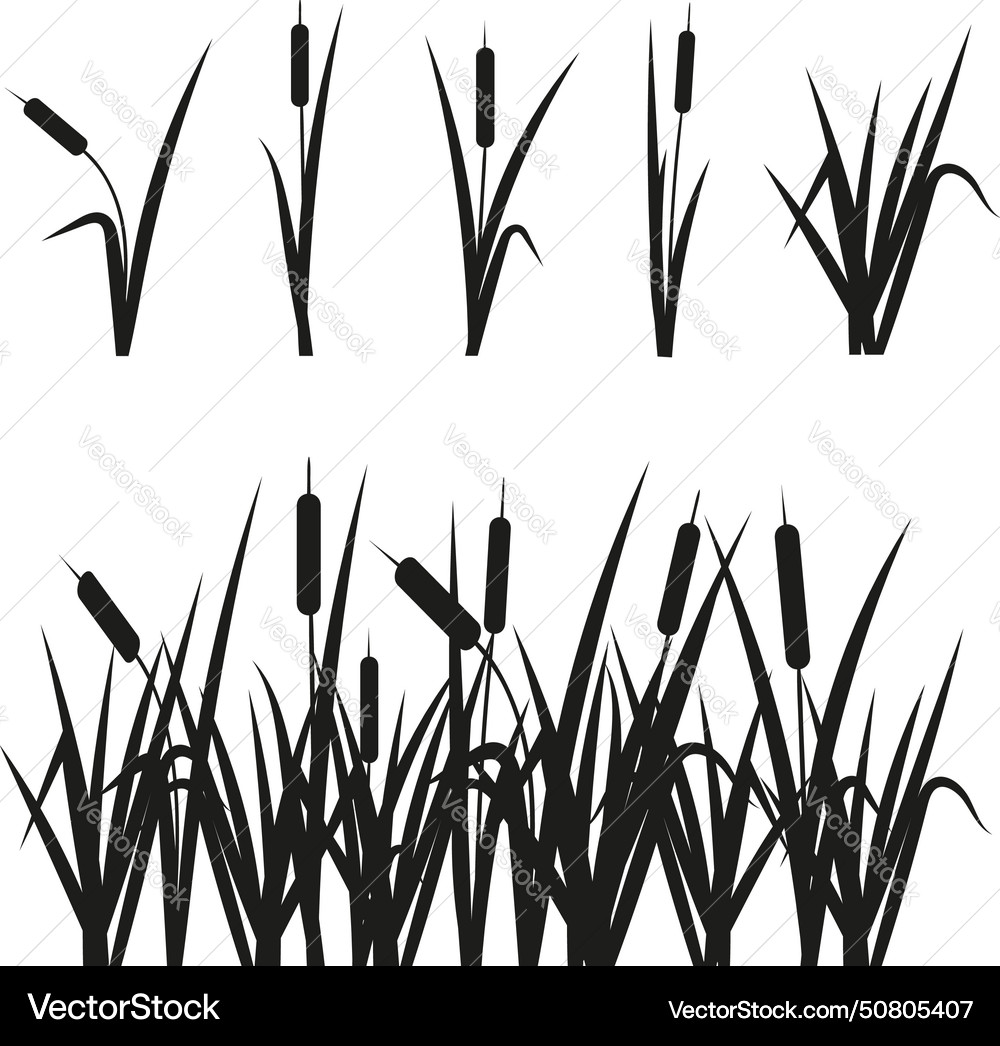 Reeds set design elements isolated on white Vector Image