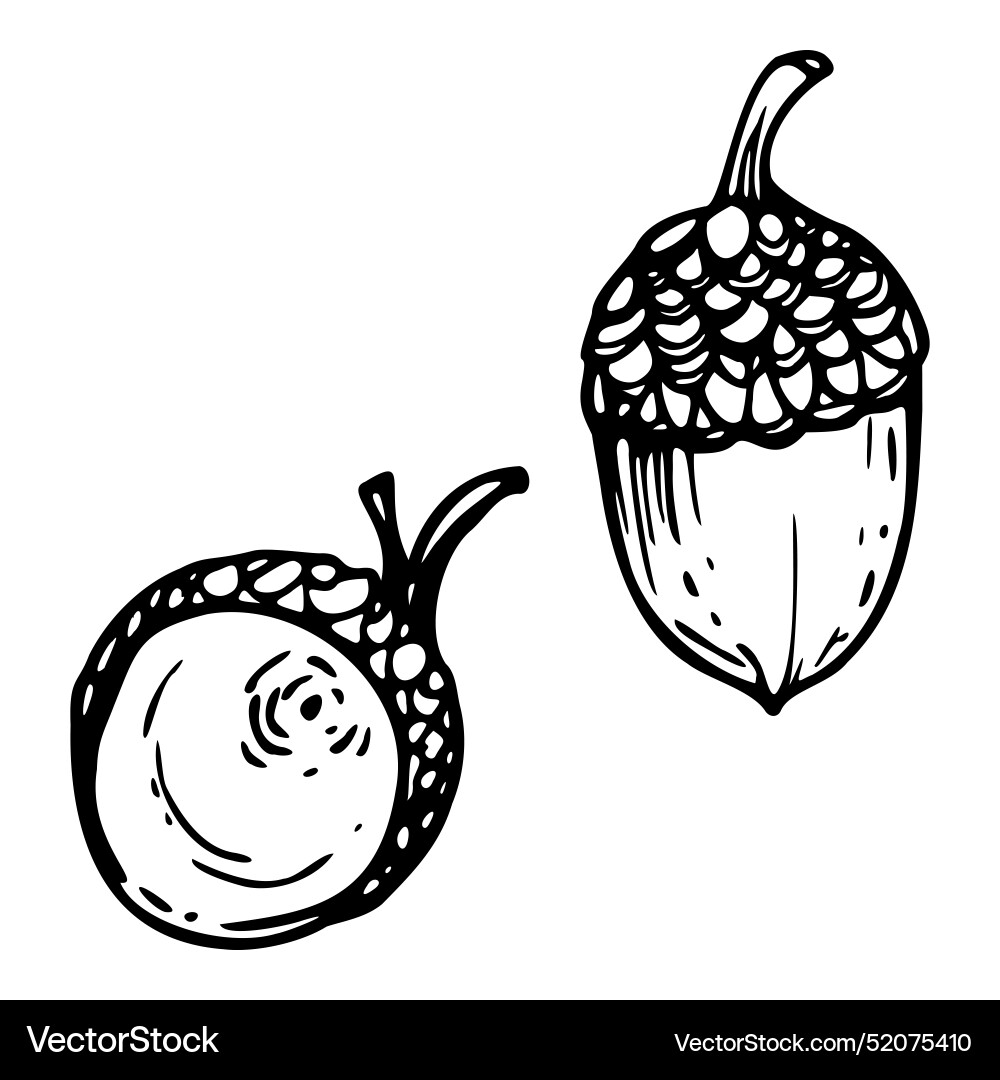 Hand drawn ink oak tree acorn sketch art Vector Image