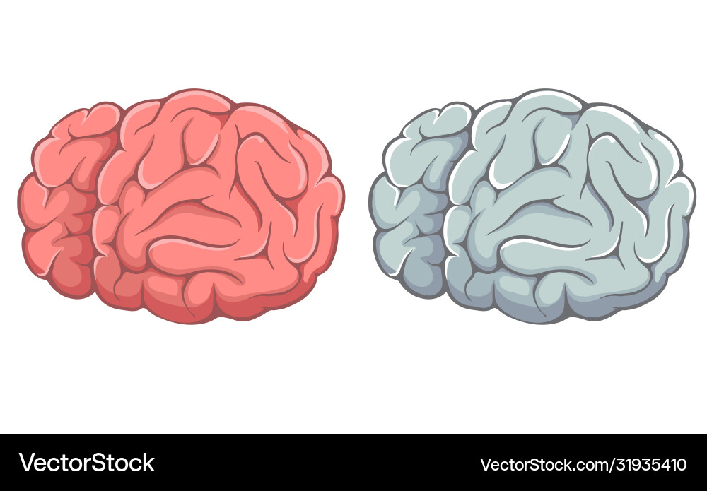 Two brain Royalty Free Vector Image - VectorStock