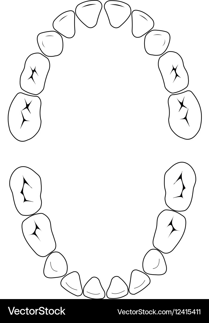 Primary teeth Royalty Free Vector Image - VectorStock