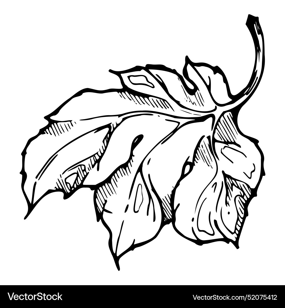 Hand drawn ink pumpkin squash leaf flower sketch Vector Image