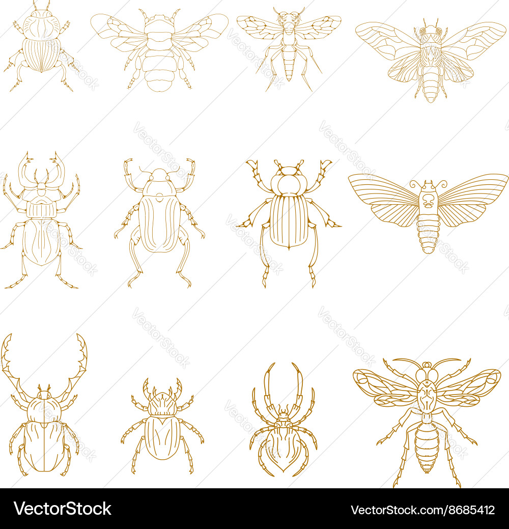 Set of insects Royalty Free Vector Image - VectorStock