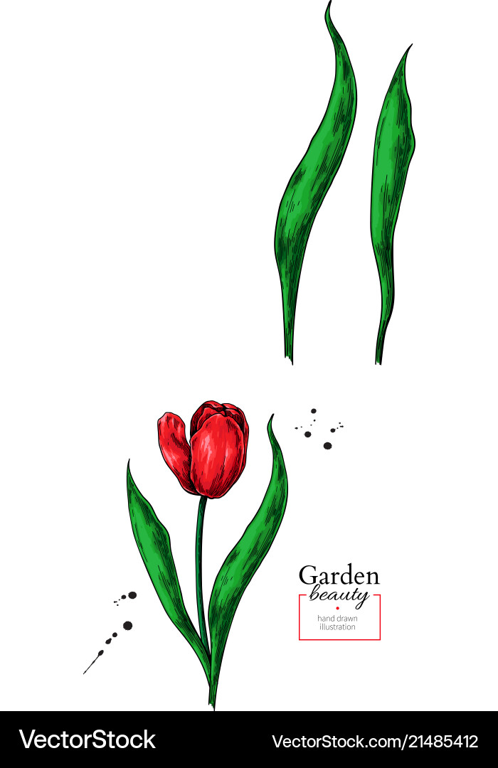 Tulip red flower and leaves drawing hand Vector Image