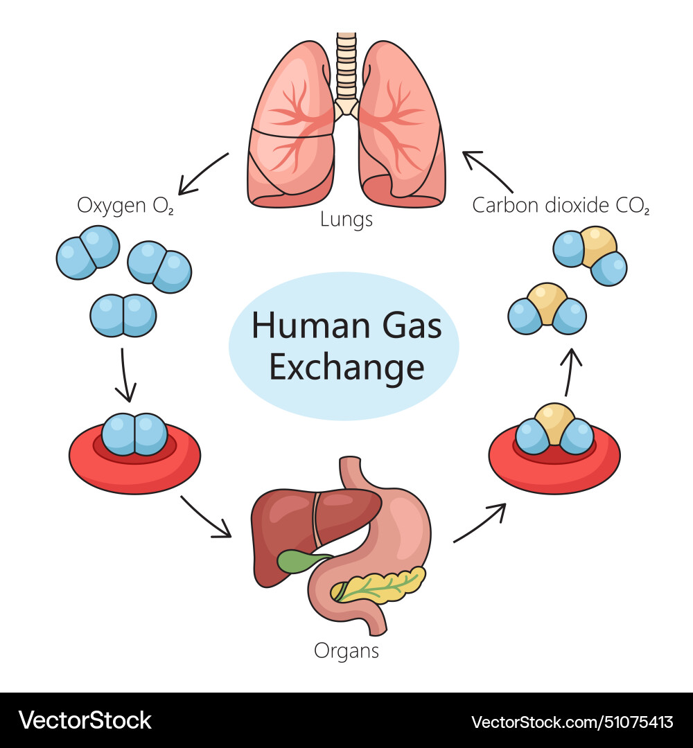 Respiratory system gas exchange process diagram Vector Image