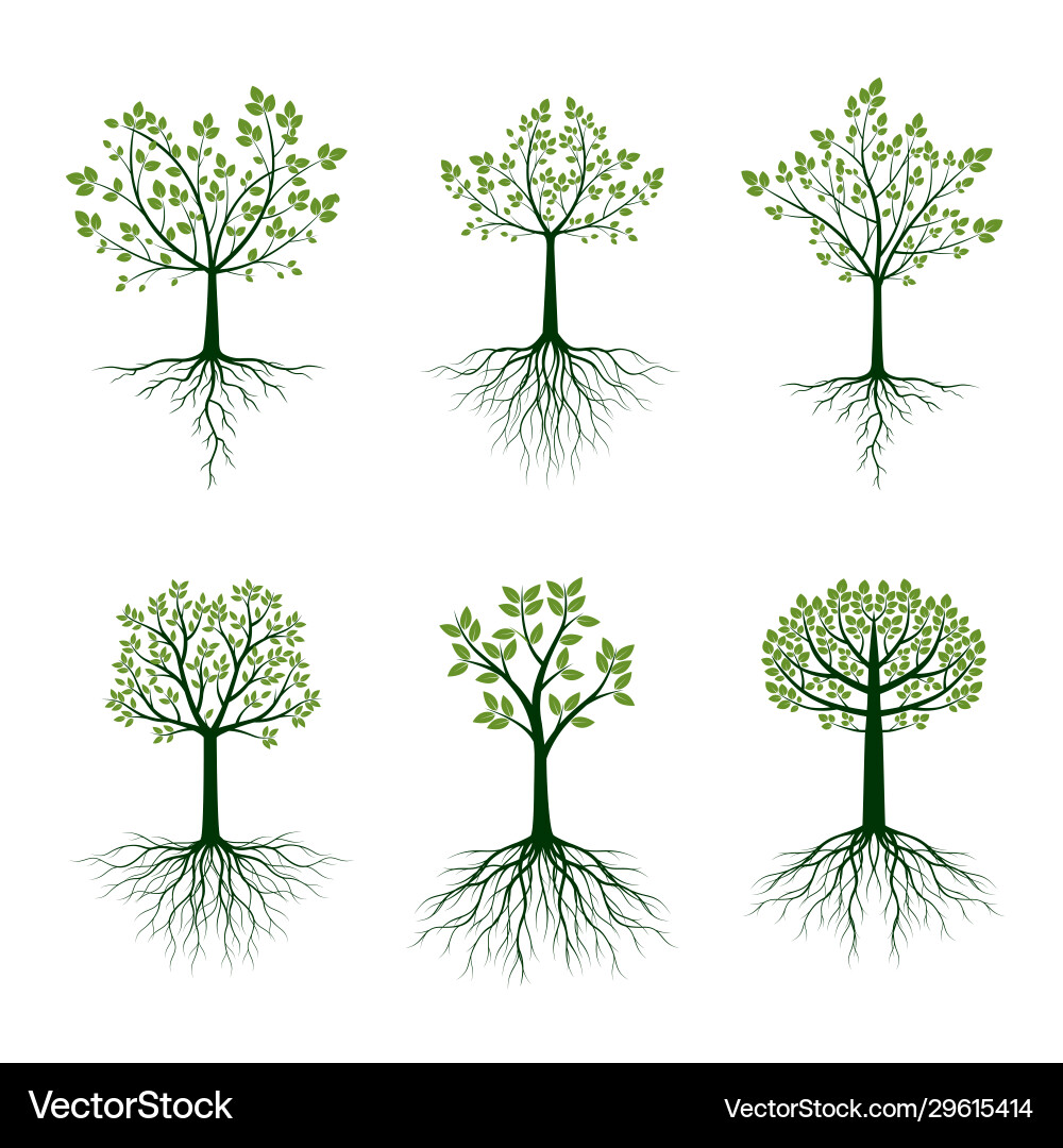 Set trees and green leaves roots Royalty Free Vector Image