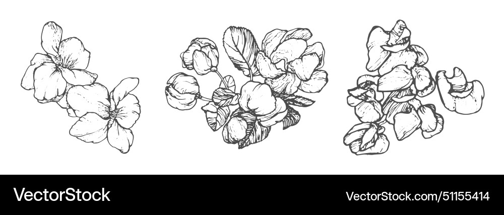 Spring flowers drawing with line-art on white Vector Image