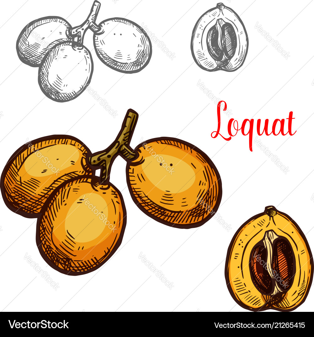 Loquat sketch tropical fruit Royalty Free Vector Image
