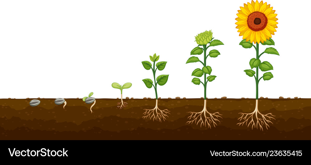 Plant growth progress diagramv Royalty Free Vector Image