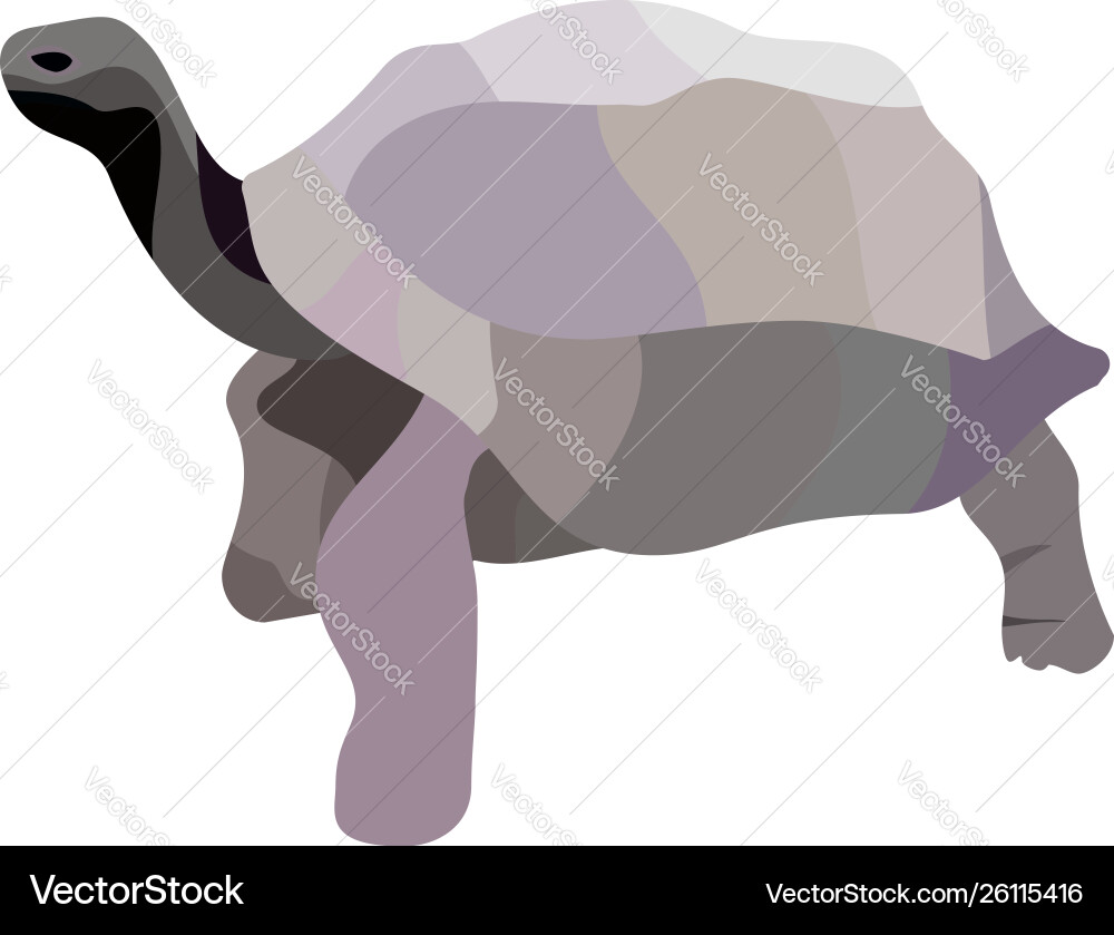 Cartoon turtle isolated on white background Vector Image