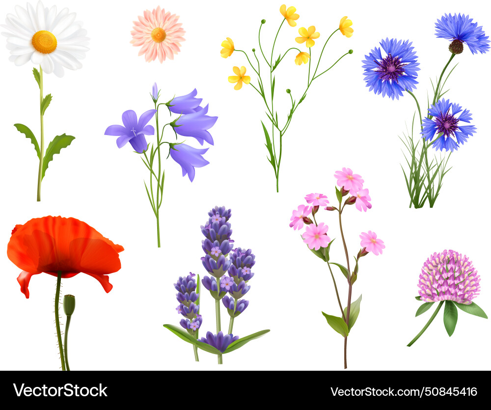Realistic wildflowers isolated wildflower spring Vector Image